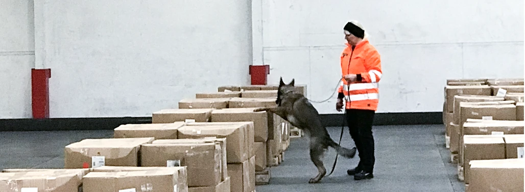 Trafikstyrelsen godkender de første bombehunde til screening af ...